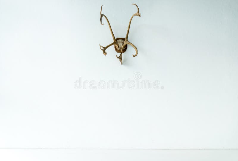 Deer horns on wall stock photo. Image of simple, bones - 103306530
