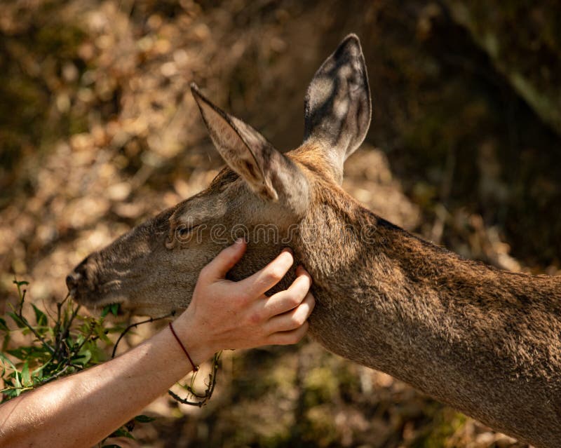 A Deer with a Human Hand is Petting a Deer. Stock Photo - Image of ...