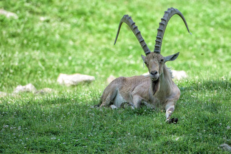 Deer Ibex Long Horn Sheep Steinbock Stock Photo - Image of endangered ...