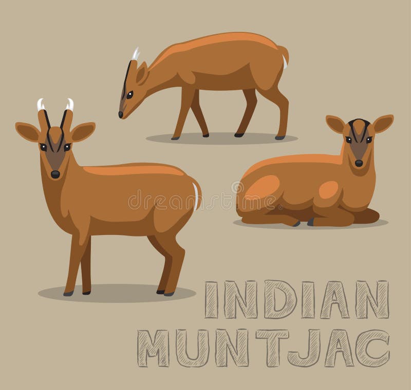 Indian Muntjac Stock Illustrations – 15 Indian Muntjac Stock ...