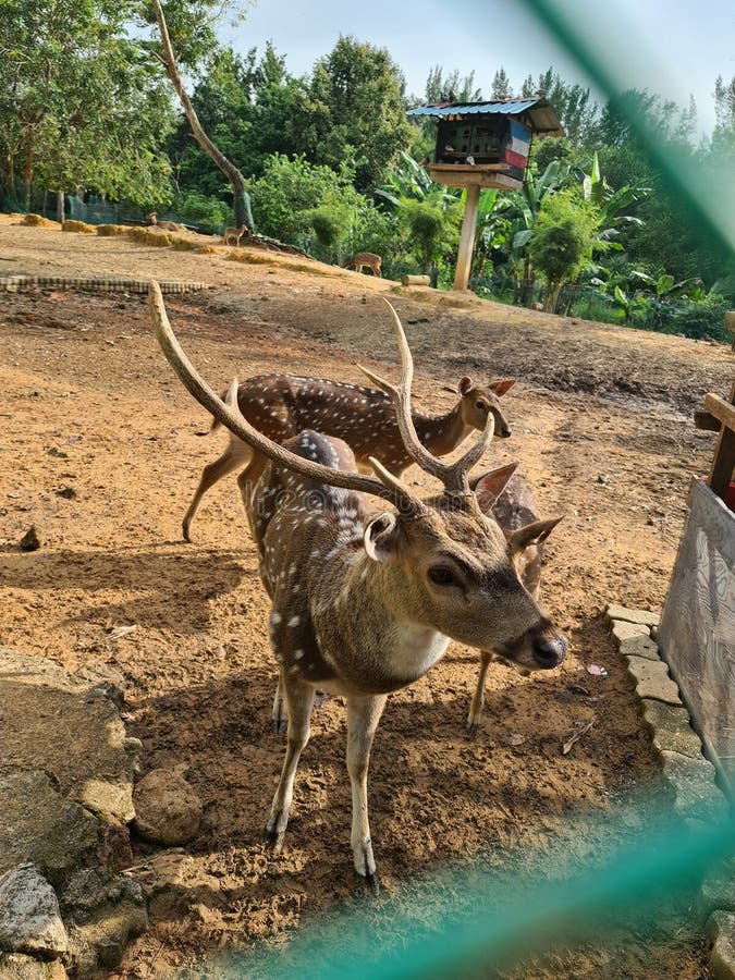 Deer inside a cage stock image. Image of animal, wildlife - 201161585