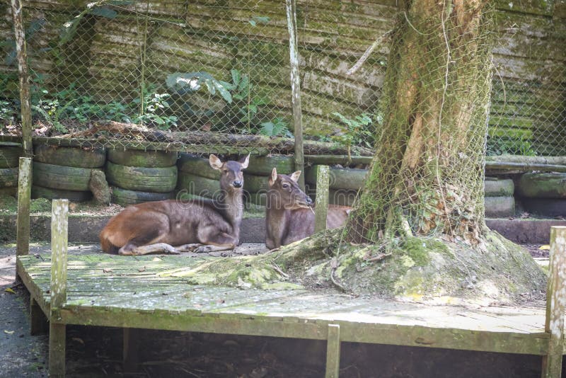 Deer inside a cage stock image. Image of animal, wildlife - 201161585