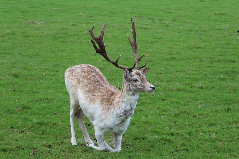 Deer in a Pasture stock photo. Image of antelope, stag - 115384664