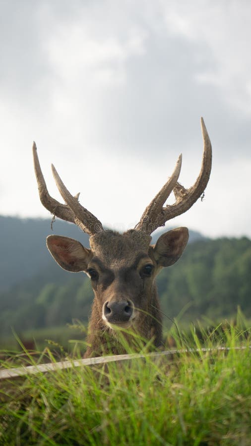 Deer with Its Habitat and Has a Strong Aura Stock Photo - Image of ...