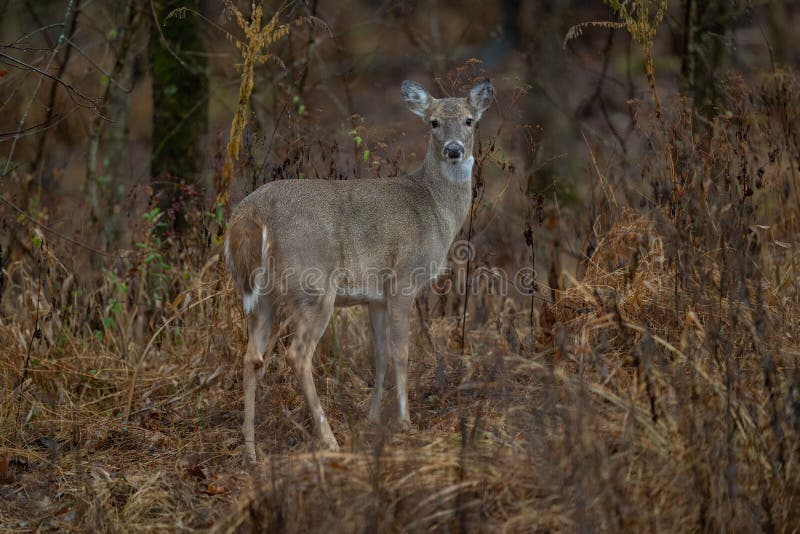 Deer in Its Natural Environment Stock Image - Image of fauna, wild ...