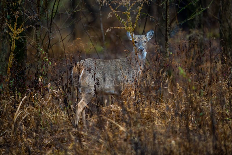 Deer in Its Natural Environment Stock Image - Image of fauna, mammal ...