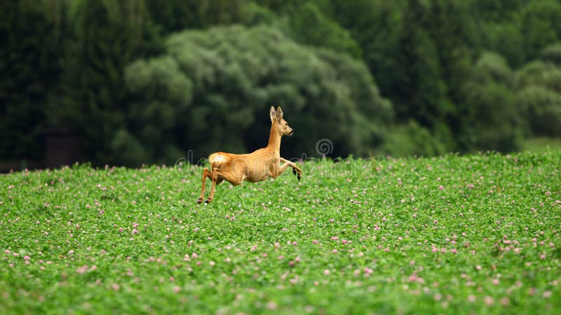 Deer stock photo. Image of wildlife, jump, plants, animal - 49919494