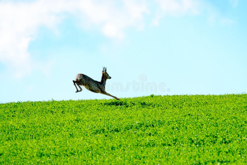 Deer jumps in a field stock photo. Image of landscape - 72973820