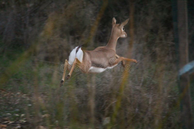 A leaping deer stock image. Image of grass, mammal, pasture - 264792297