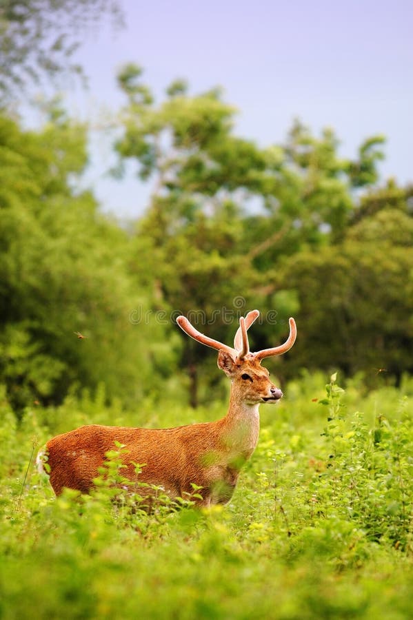 Deer in the jungle stock image. Image of tree, thicket - 7158341