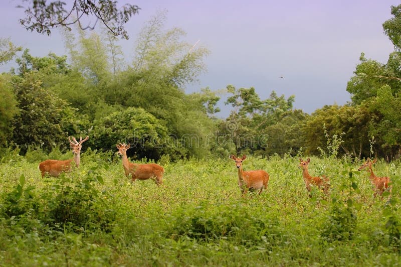 Deer in the jungle stock photo. Image of asia, animal - 7838622
