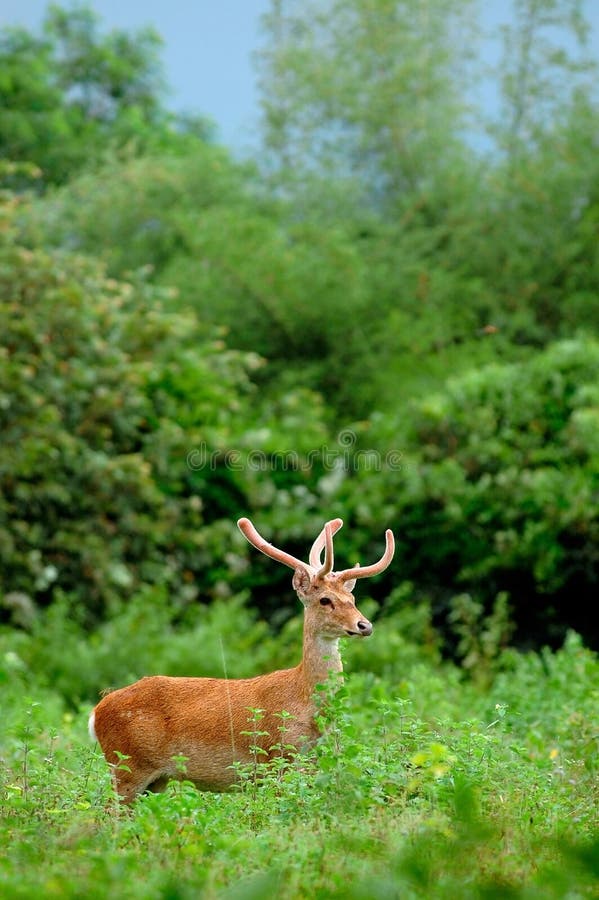 Deer in the jungle stock photo. Image of asia, animal - 7838622