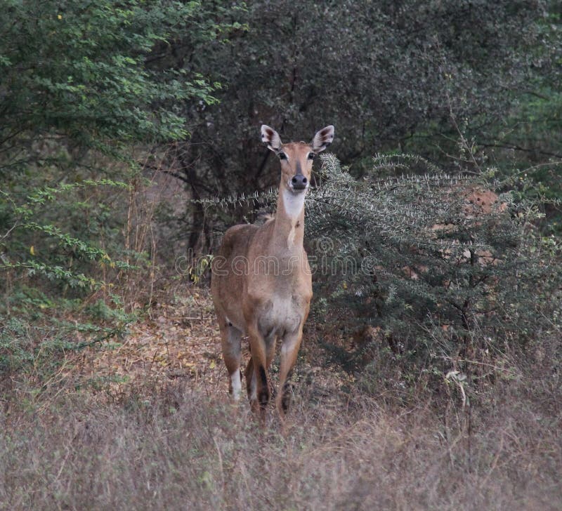 Deer in jungle stock image. Image of antlers, woods, mammal - 39548469