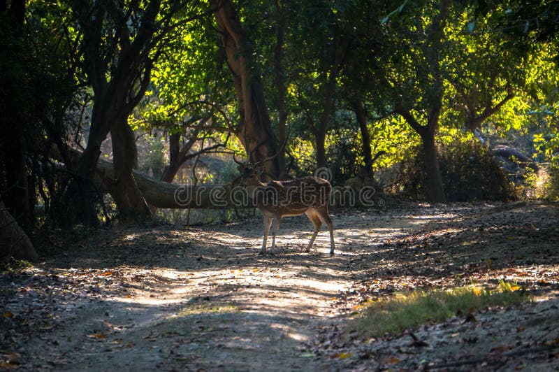 Deer in the jungle stock image. Image of mammal, stag - 111282289