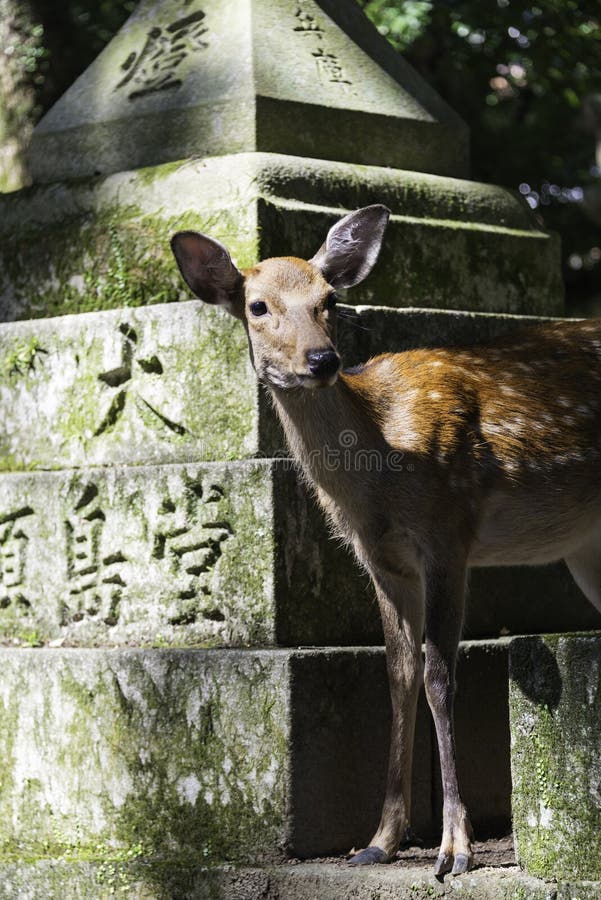 Deer in Kasuga Shrine, Nara Stock Photo - Image of asian, city: 42212038