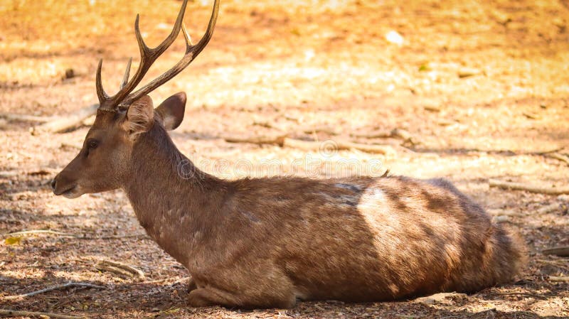 A Deer at Komodo Island Indonesia Stock Photo - Image of indonesia ...
