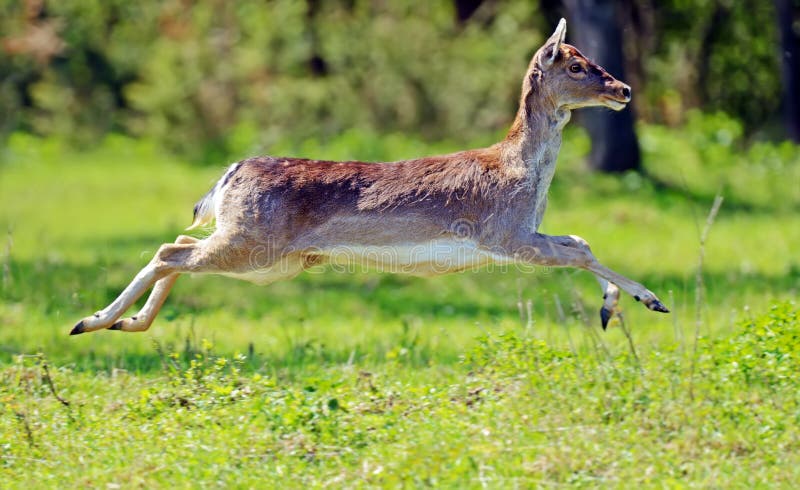 White Tailed Deer Fawn Leaping in Field Stock Photo - Image of ...