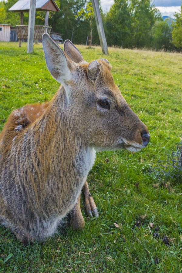Deer - Large Animals with an Elegant Body Stock Photo - Image of grass ...