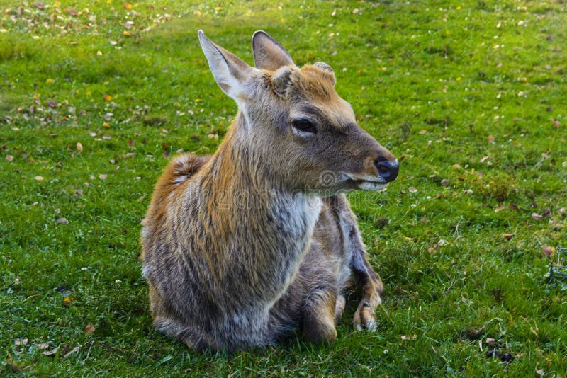 Deer - Large Animals with an Elegant Body Stock Photo - Image of antler ...