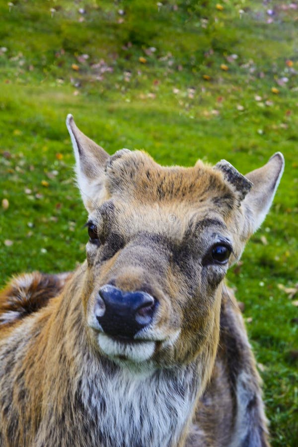 Deer - Large Animals with an Elegant Body Stock Photo - Image of grass ...