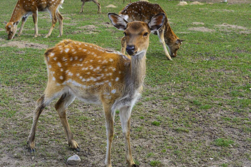 Deer - Large Animals with an Elegant Body Stock Photo - Image of ...