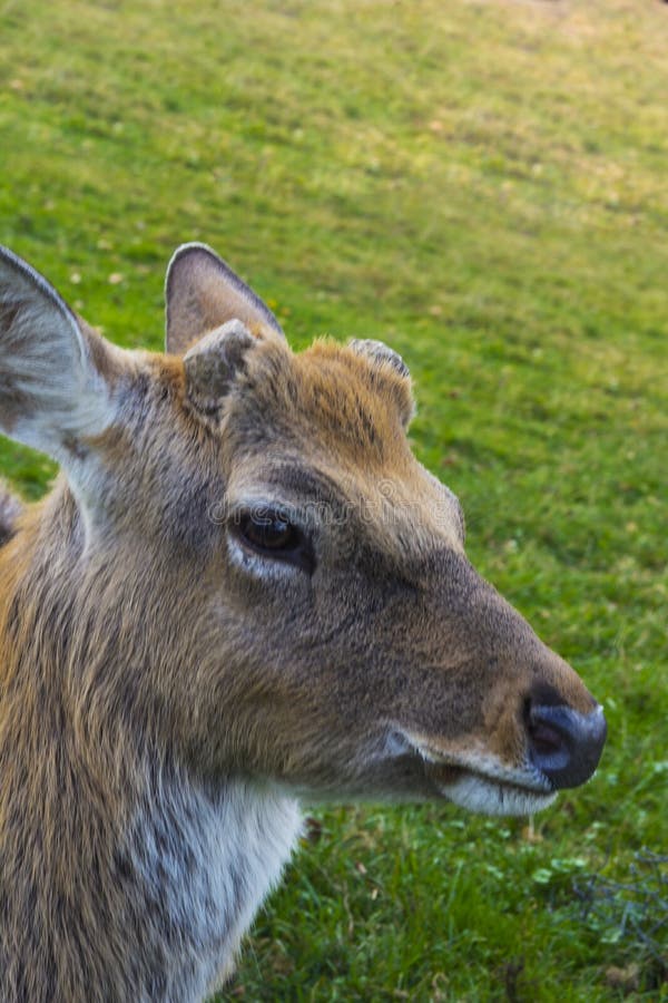 Deer - Large Animals with an Elegant Body Stock Image - Image of autumn ...