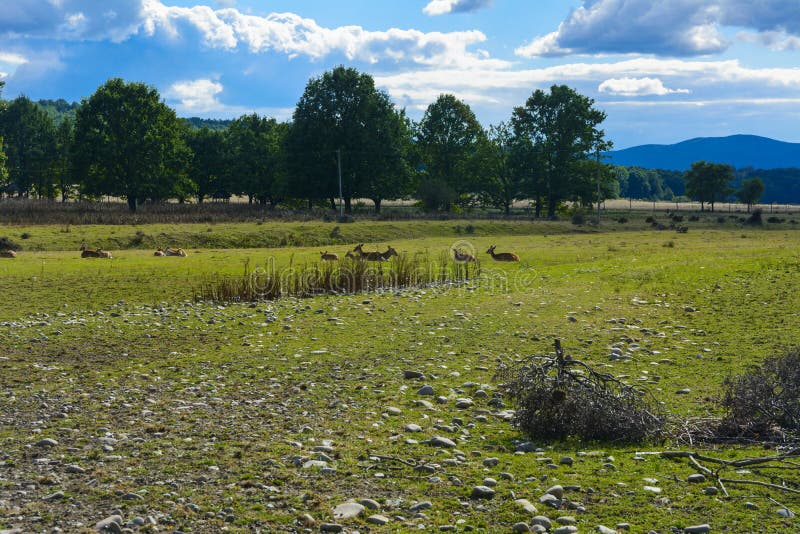 Deer - Large Animals with an Elegant Body Stock Image - Image of ...