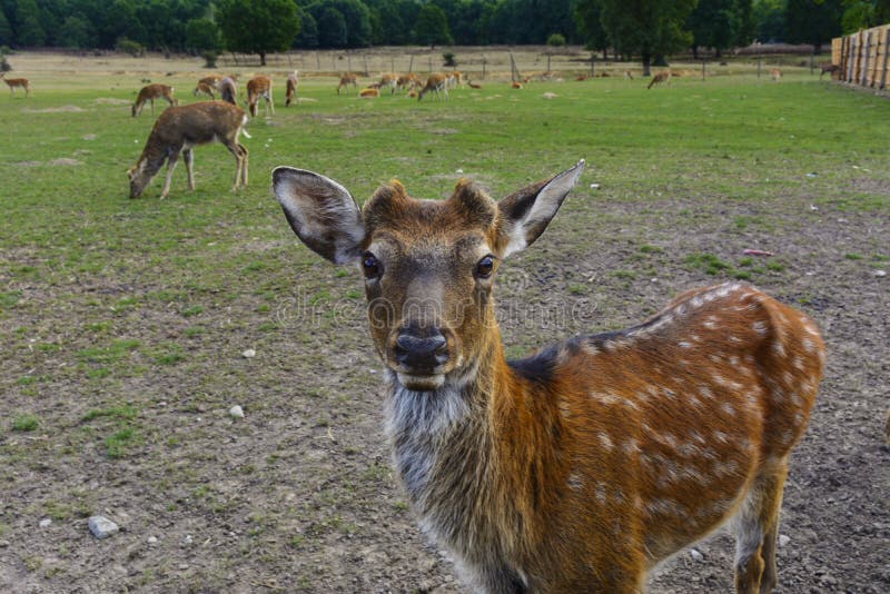 Deer - Large Animals with an Elegant Body and Slenderl Stock Image ...