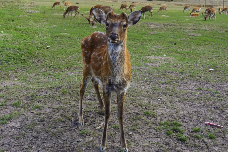 Deer - Large Animals with an Elegant Body and Slenderl Stock Photo ...