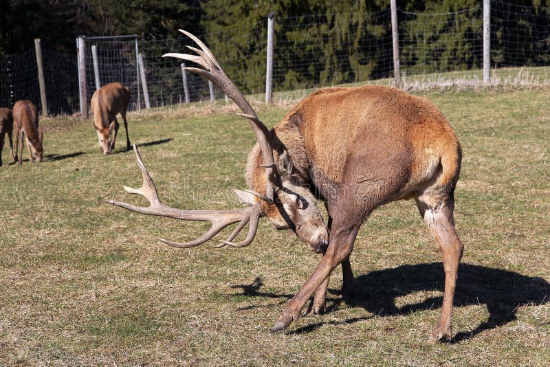 Deer with Large Antlers is Cleaning His Fur Stock Image - Image of ...