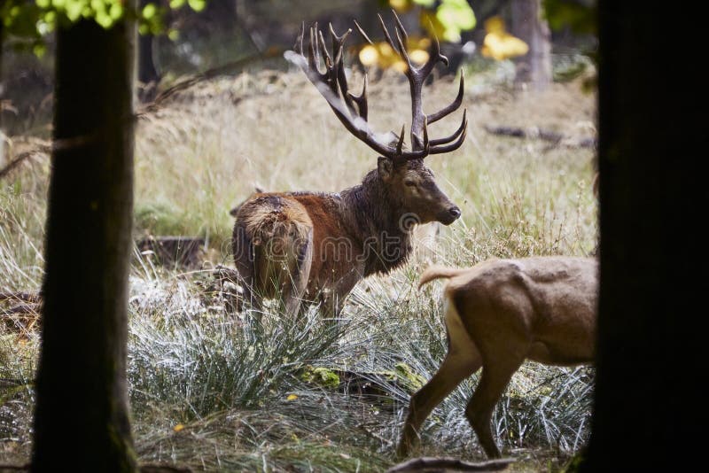 Big deer in forest stock photo. Image of animal, hunting - 258324850