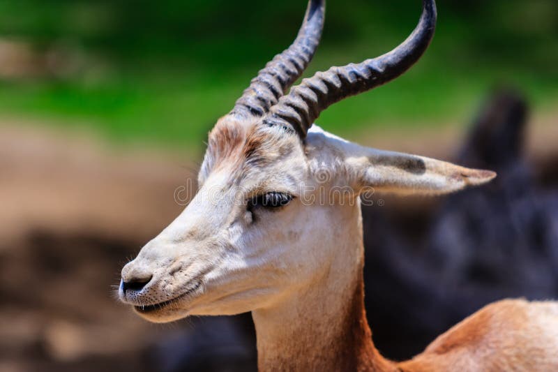 A Deer with Large Horns is Looking at the Camera Stock Photo - Image of ...