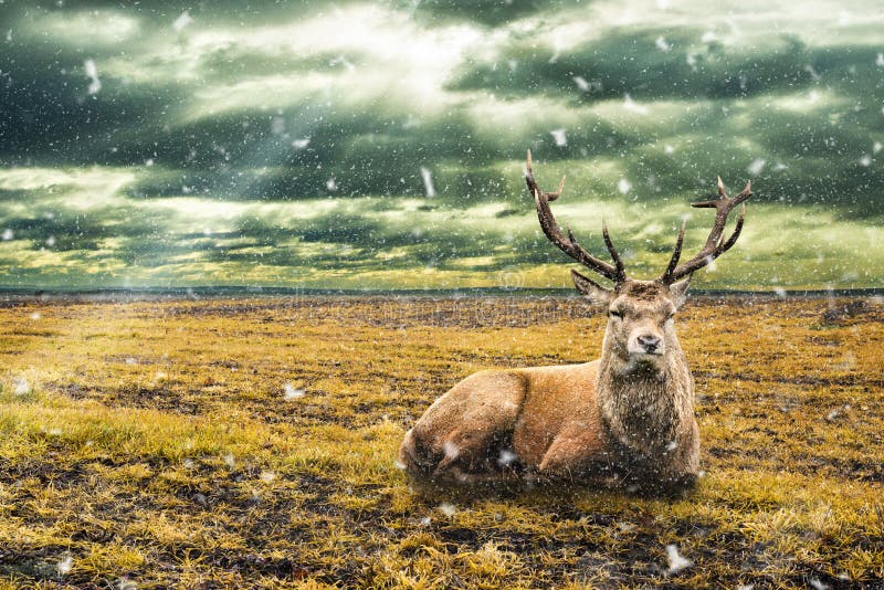 Deer laying in snow stock image. Image of closed, eyes - 17516305