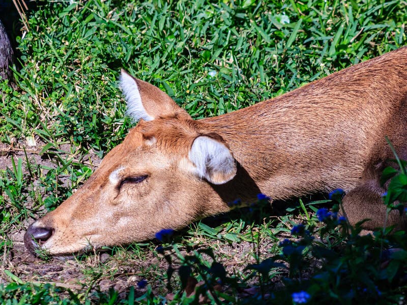 A Deer is Laying Down in the Grass Stock Image - Image of rural ...