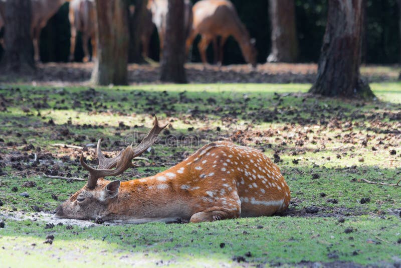 Deer laying forest stock image. Image of laying, brown - 54139397