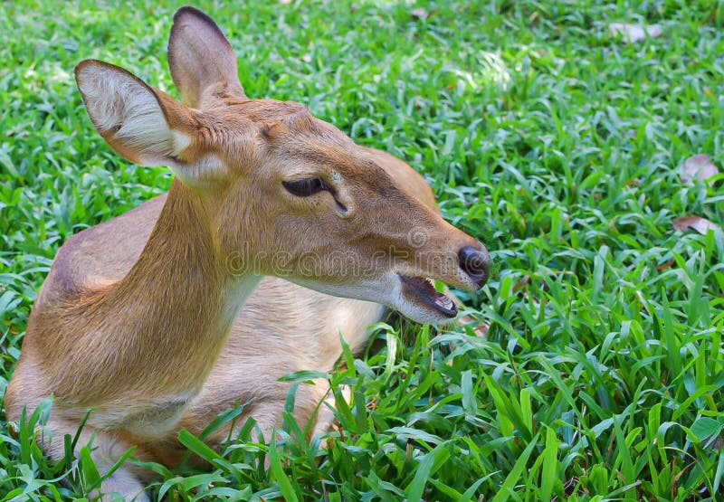Deer Smiling stock photo. Image of autumnal, furry, fallow - 45616816