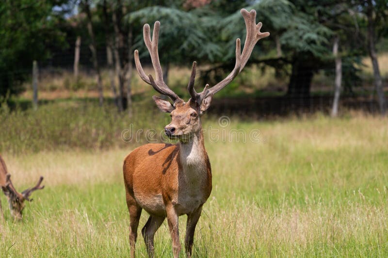 Deer, Le Houga, France stock photo. Image of wildlife - 305242068