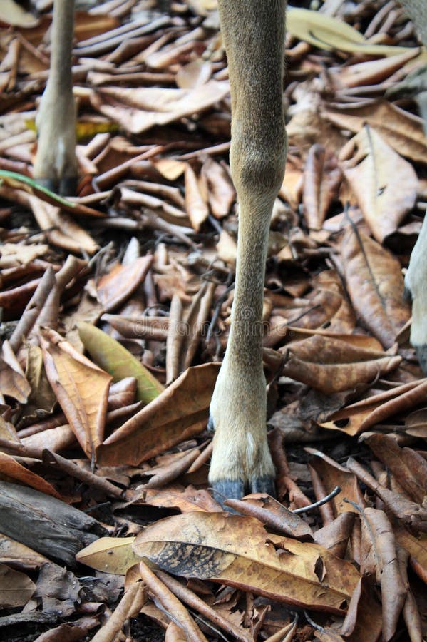 Deer leg detail stock image. Image of female, mammal - 77282177