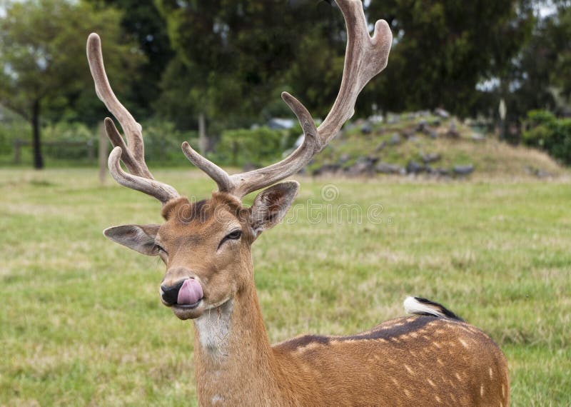 Deer licking its lips stock image. Image of tongue, green - 18570715