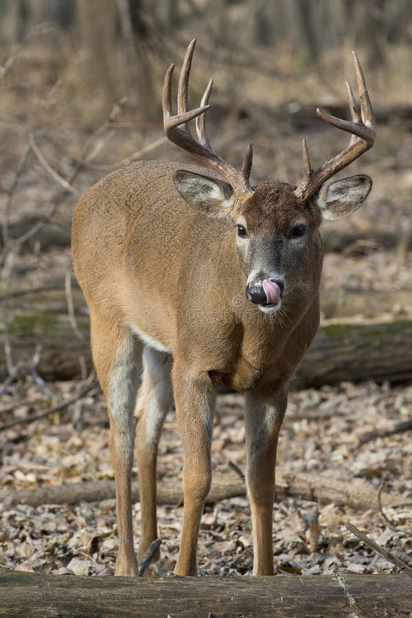3+ Deer licking nose Free Stock Photos - StockFreeImages