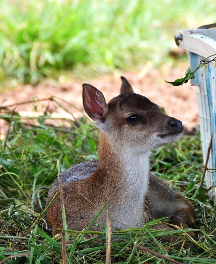 Deer Sad animals stock photo. Image of close, asian - 101836570