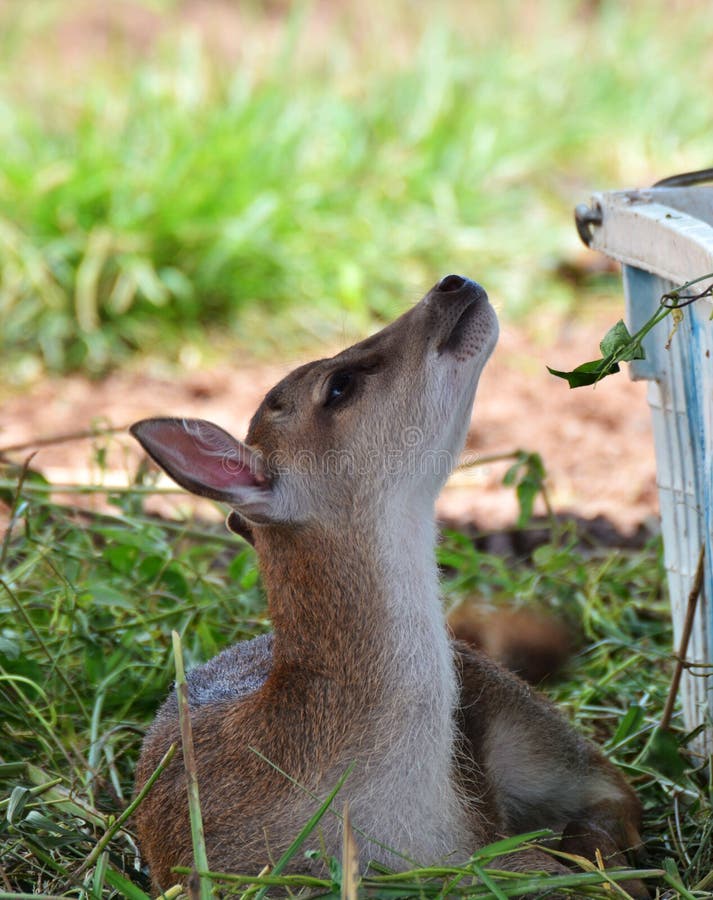 Deer little stock photo. Image of herbivore, outdoor - 45850714