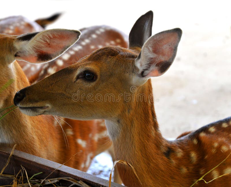 Deer Sad animals stock photo. Image of close, asian - 101836570