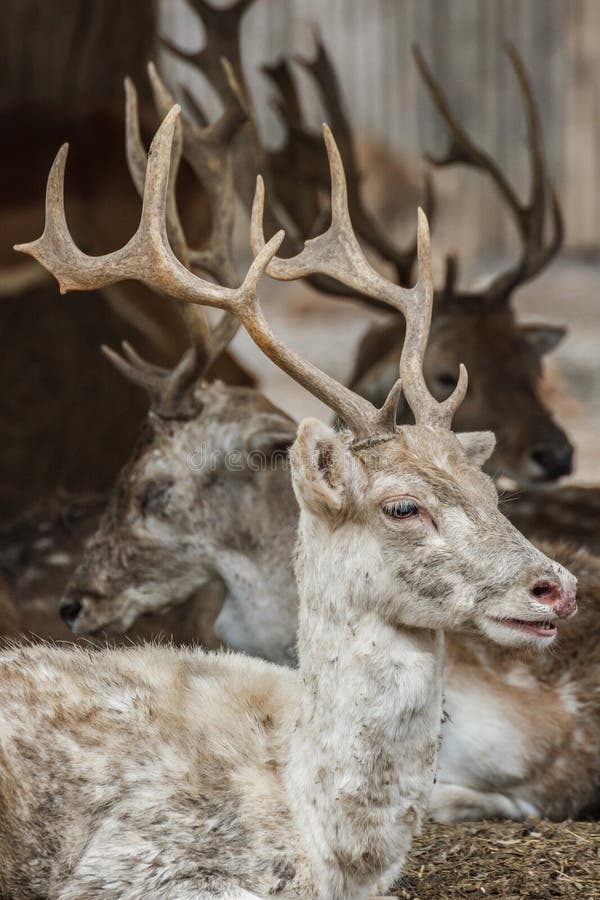 Deer stock image. Image of dama, male, focus, leaves - 38367197