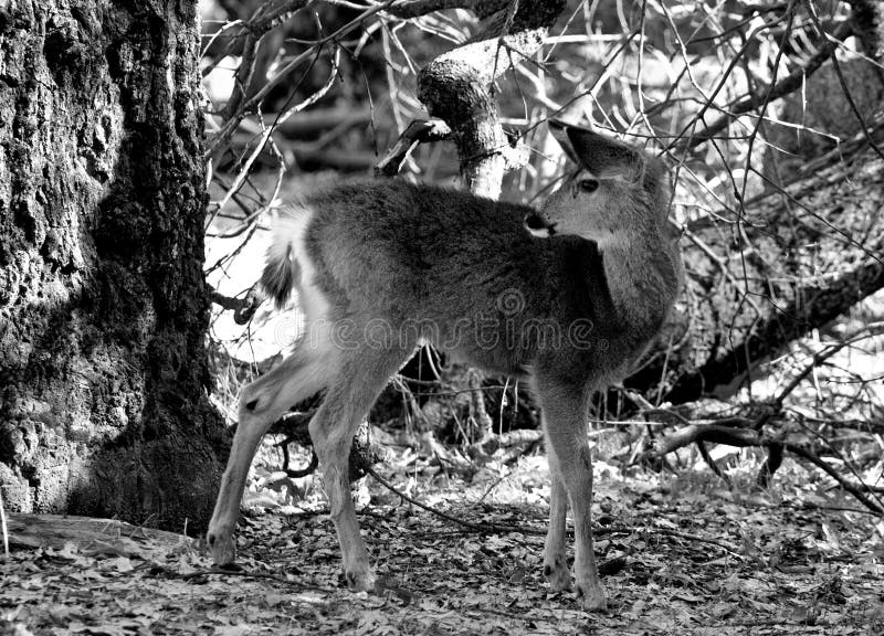 Deer looking back stock image. Image of trunk, tree, animal - 21269911