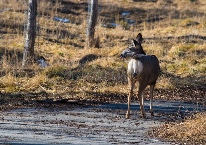Deer looking back stock photo. Image of back, brown, animal - 79500428