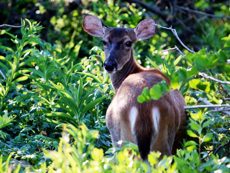 Deer and Its Doe Looking Back Stock Image - Image of beautiful, deer ...
