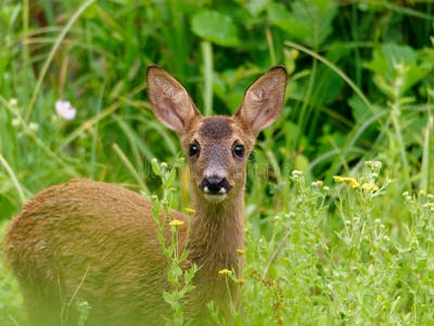 Ffhhj Stock Photos - Free & Royalty-Free Stock Photos from Dreamstime