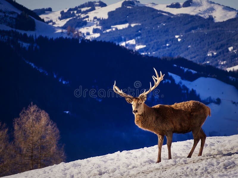 Deer Looking at Camera in Austrian Alps Stock Image - Image of ...