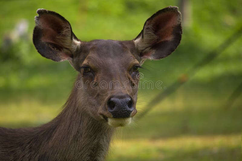 Deer looking forward stock image. Image of grass, cervus - 75491143